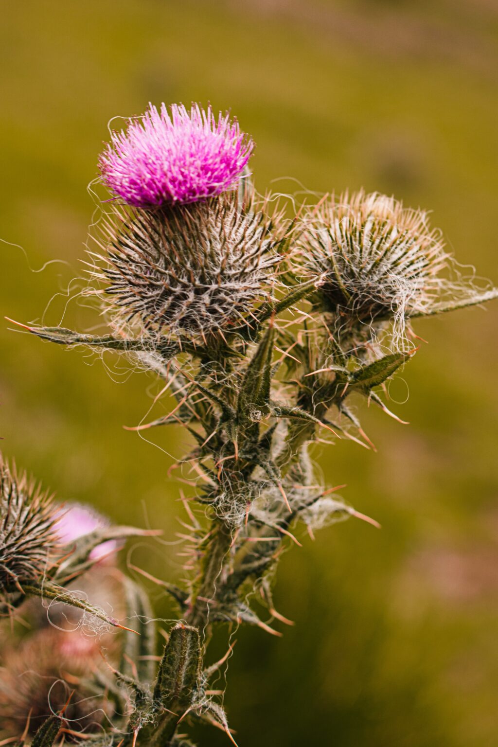 Milk Thistle Benefits Weight Loss SoCalGardenHealth Milk Thistle Benefits Weight Loss SoCalGardenHealth